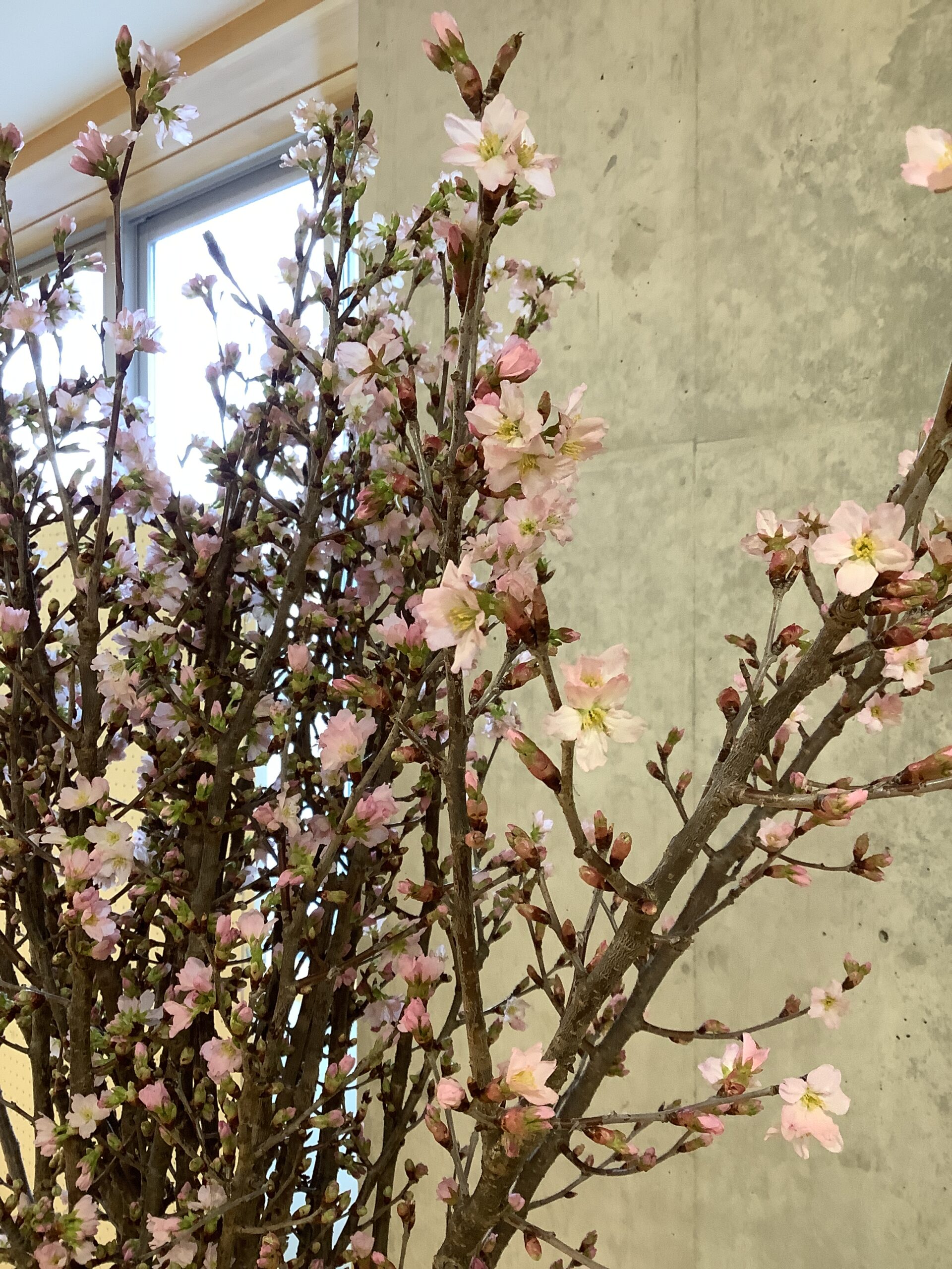 卒業生からのプレゼント – 東海大学山形高等学校 校長室から